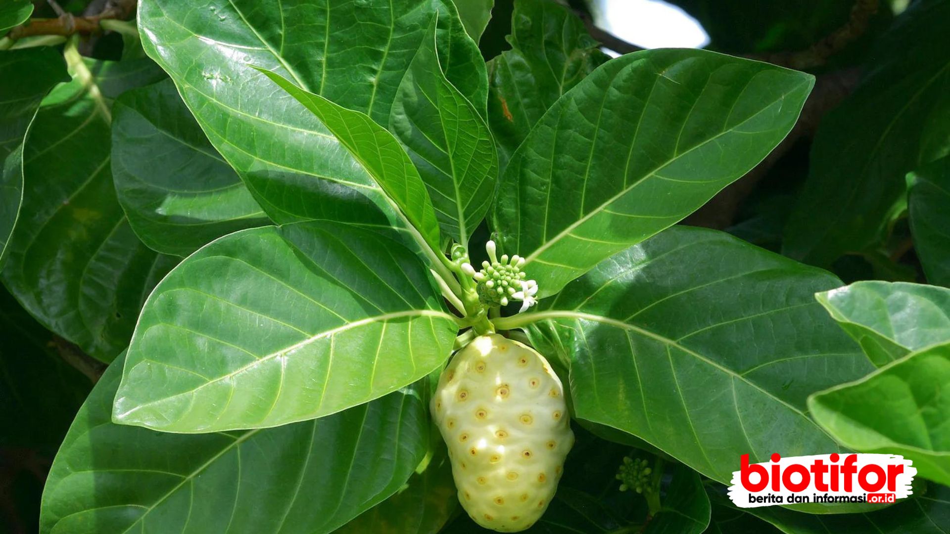 Manfaat Daun Mengkudu: Khasiat Ajaib dari Tanaman Tradisional - Biotifor