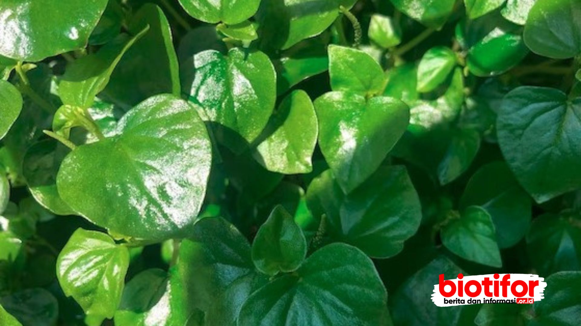 Manfaat Daun Sirih Cina: Rahasia Kesehatan yang Tersembunyi - Biotifor