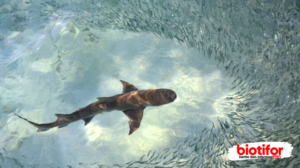 Contoh Hewan Yang Bernapas Dengan Insang Dan Pengertiannya