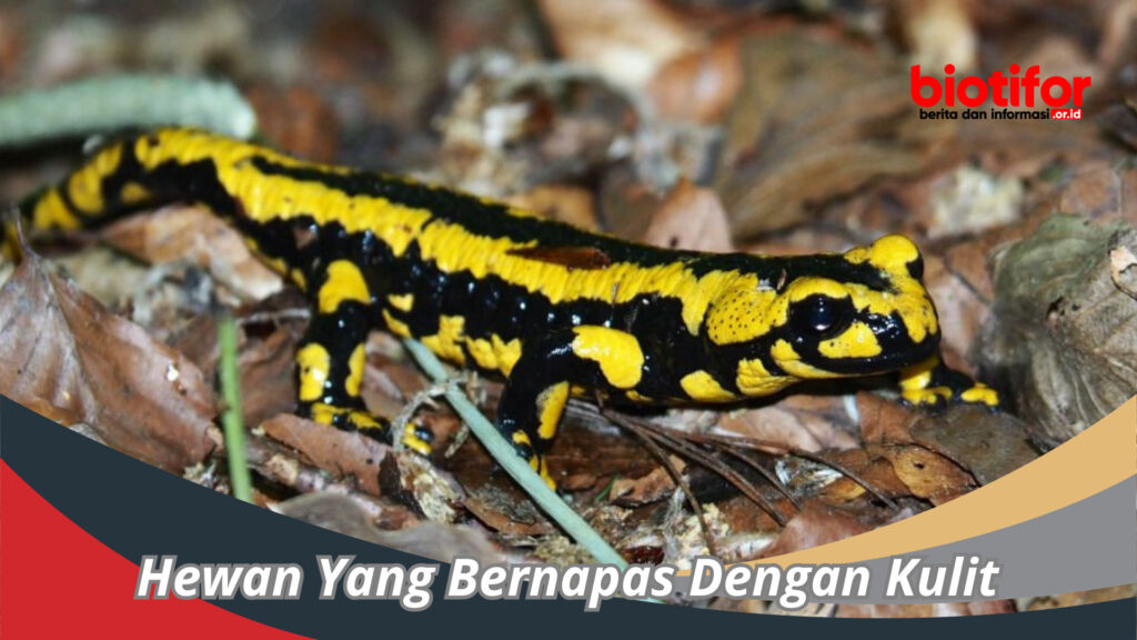 Apa Saja Hewan Yang Bernapas Dengan Kulit ? Contoh Dan Pengertian