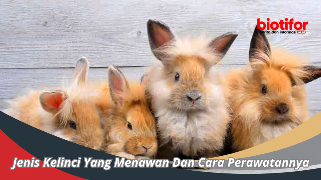 Jenis Kelinci Yang Menawan Dan Cara Perawatannya