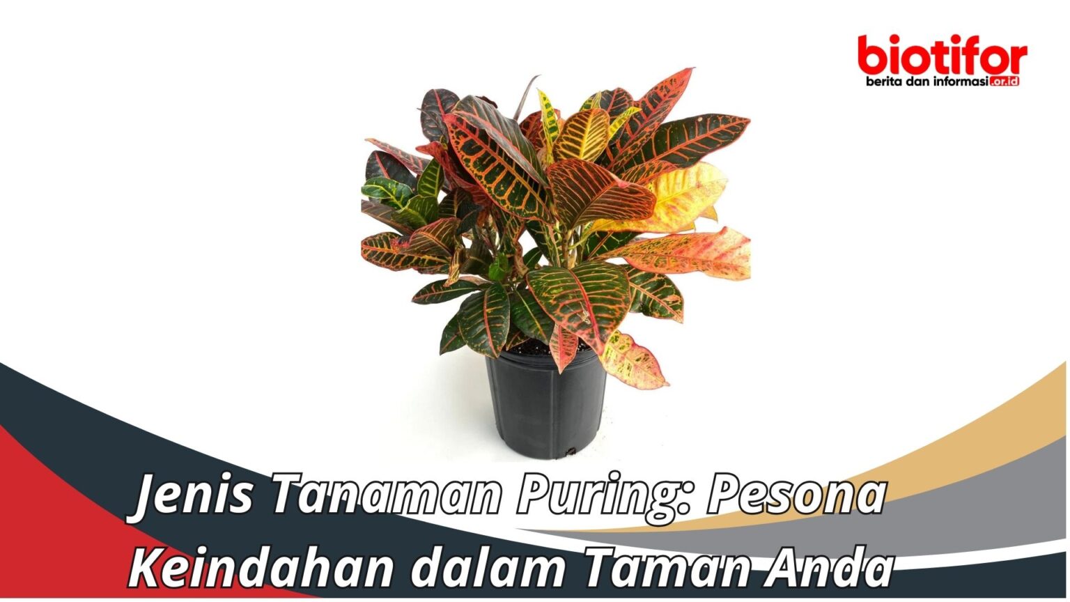 Jenis Tanaman Puring: Pesona Keindahan dalam Taman Anda - Biotifor