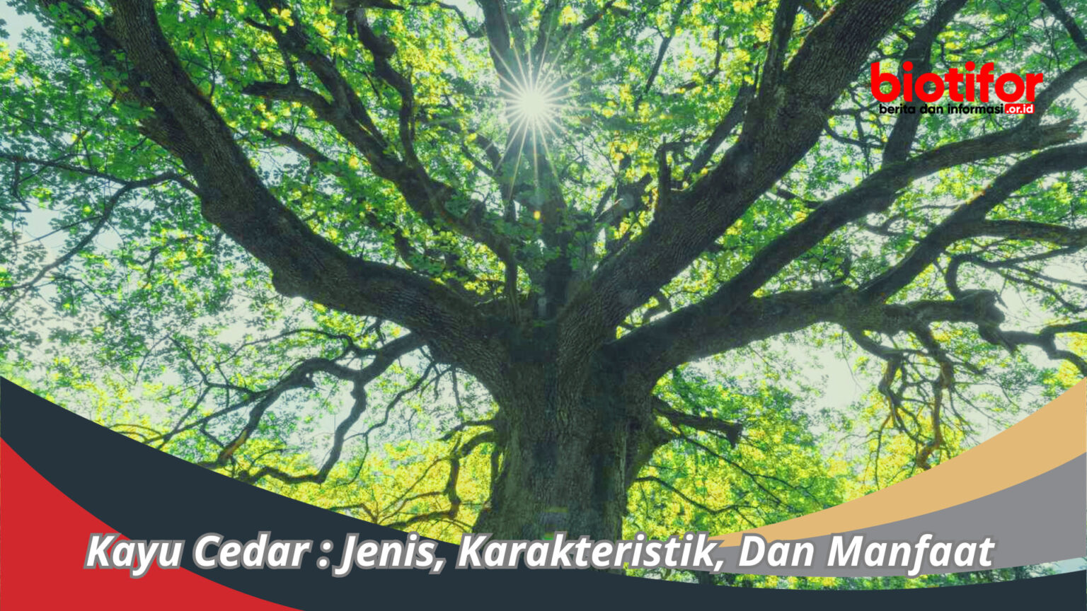 Tentang Kayu Cedar : Jenis, Karakteristik, Dan Manfaat