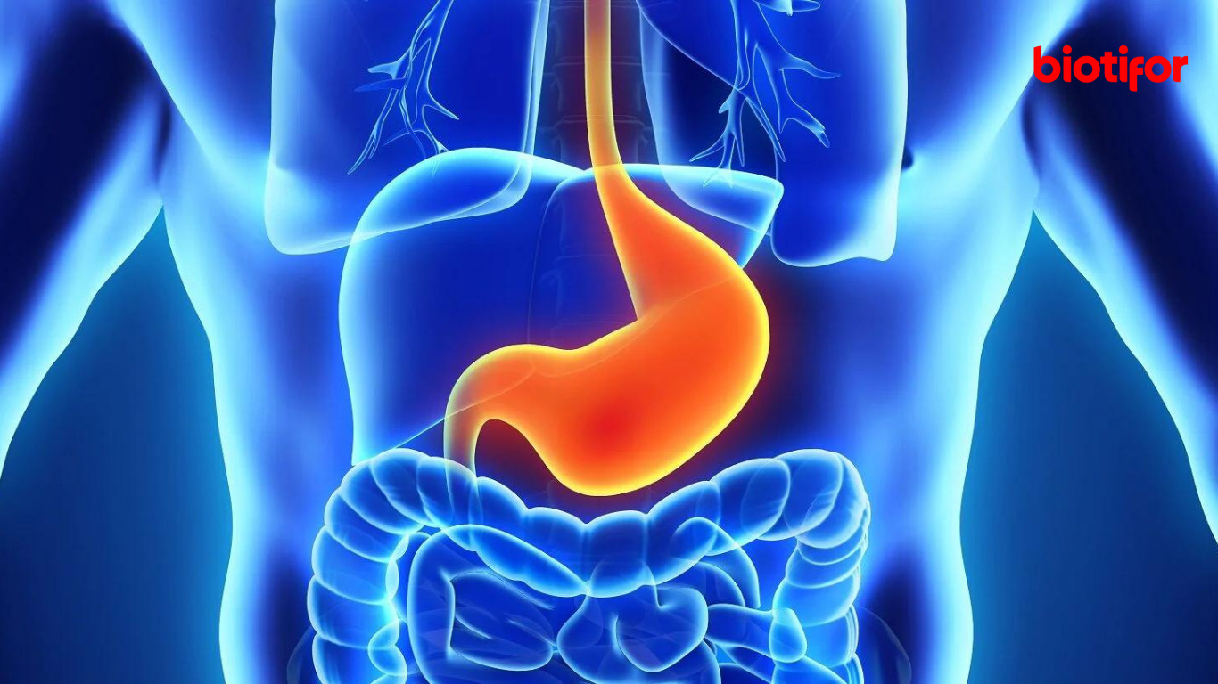 Makanan untuk Asam Lambung: Solusi Alami untuk Lambung - Biotifor