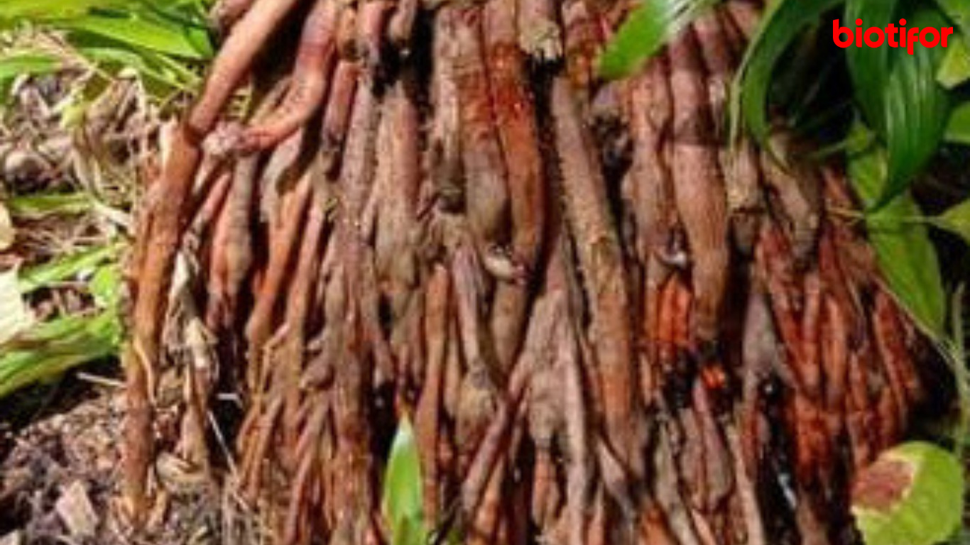 Manfaat Akar Pinang | Segudang Khasiat yang Perlu kamu Ketahui - Biotifor