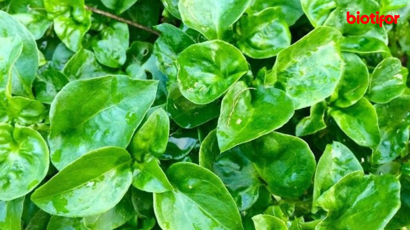 Manfaat Bayam Brazil: Khasiat Luar Biasa yang Jarang Diketahui - Biotifor