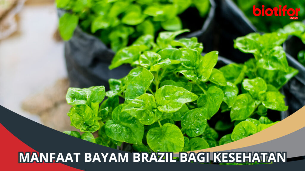 Manfaat Bayam Brazil: Khasiat Luar Biasa yang Jarang Diketahui - Biotifor