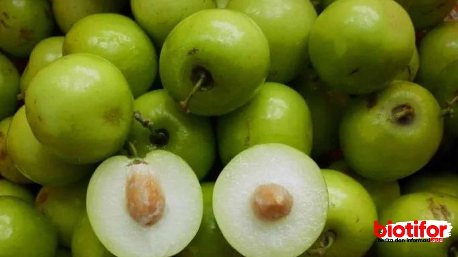 Manfaat Buah Bidara: Kaya Manfaat Untuk Kesehatan Anda - Biotifor