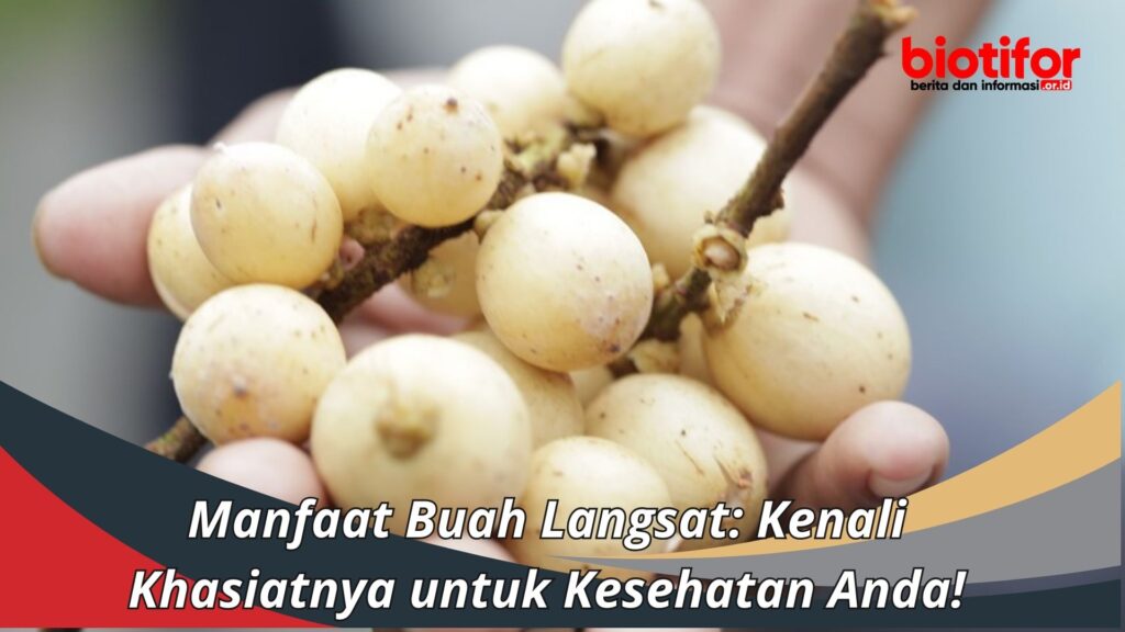 Manfaat Buah Langsat: Kenali Khasiatnya untuk Kesehatan Anda! - Biotifor