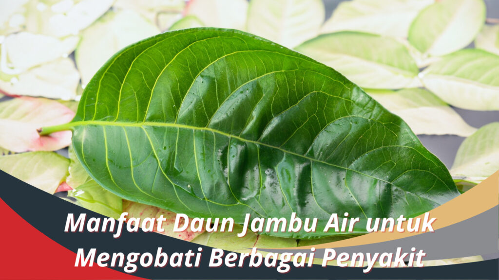 Manfaat Daun Jambu Air untuk Mengobati Berbagai Penyakit - Biotifor