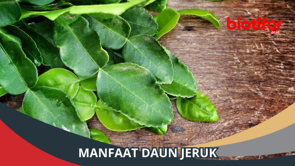 Manfaat Daun Jeruk Bagi Kesehatan Kita, Simak! - Biotifor