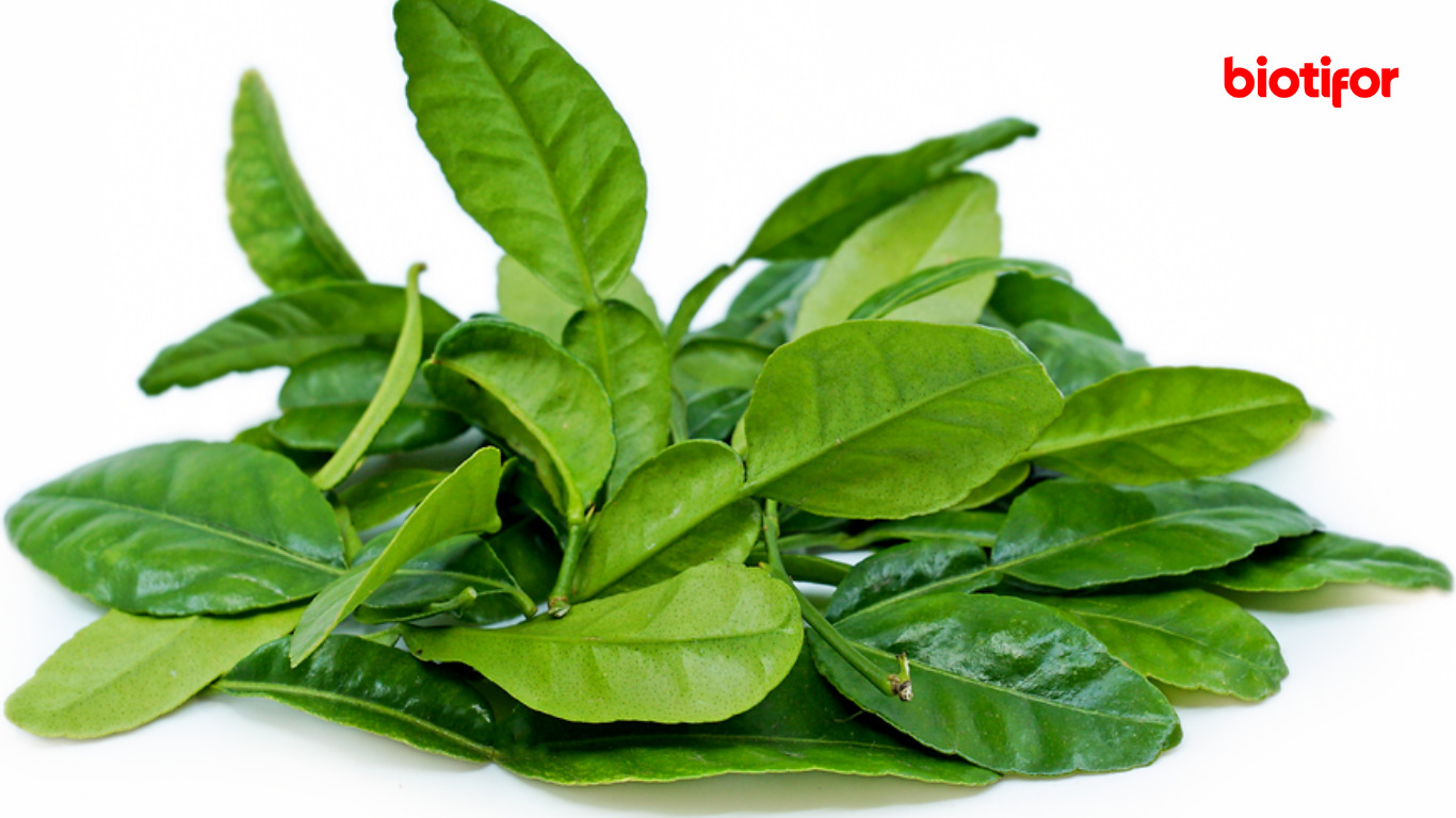 Manfaat Daun Jeruk Bagi Kesehatan Kita, Simak! - Biotifor