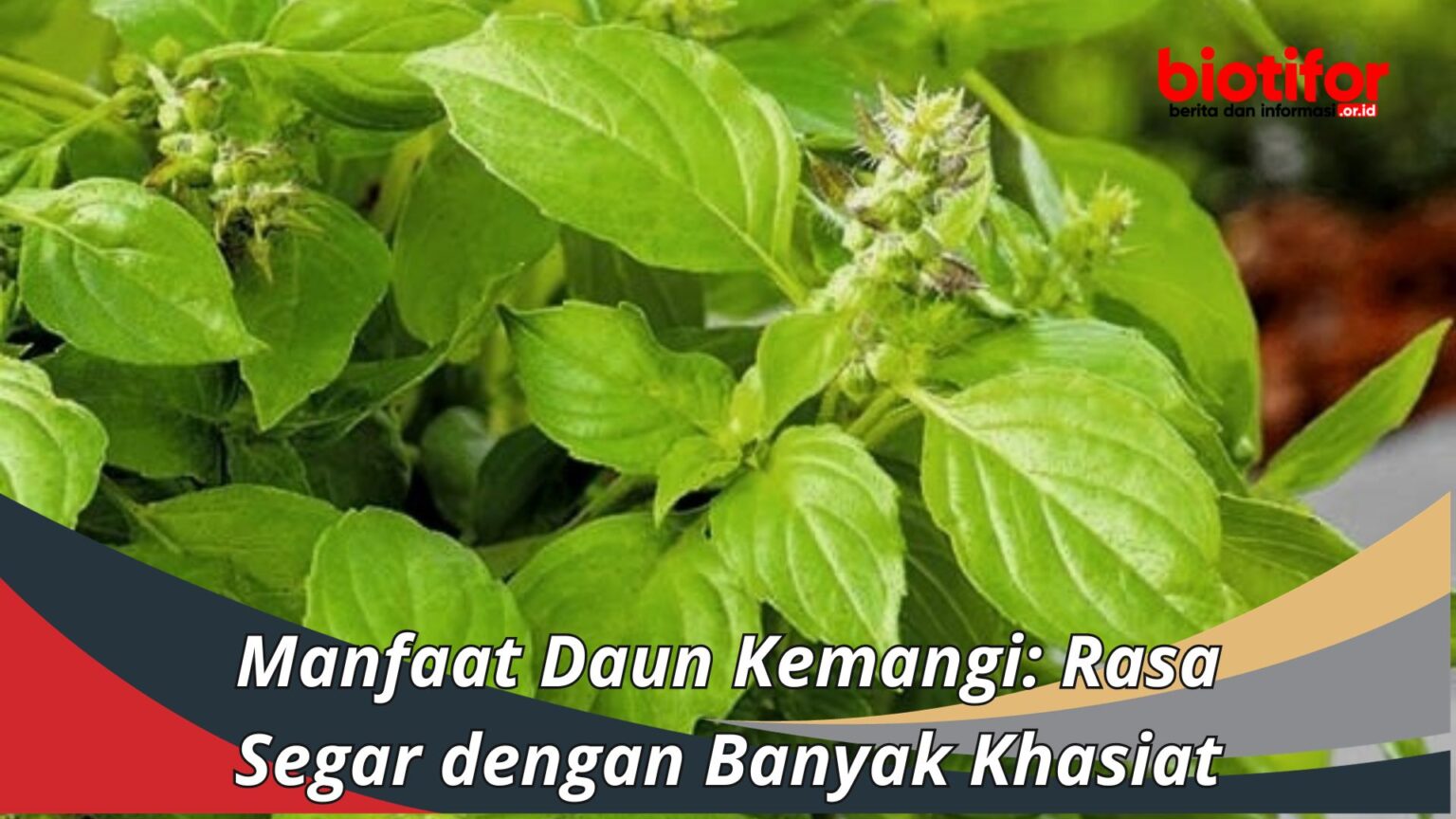 Manfaat Daun Kemangi: Rasa Segar dengan Banyak Khasiat - Biotifor