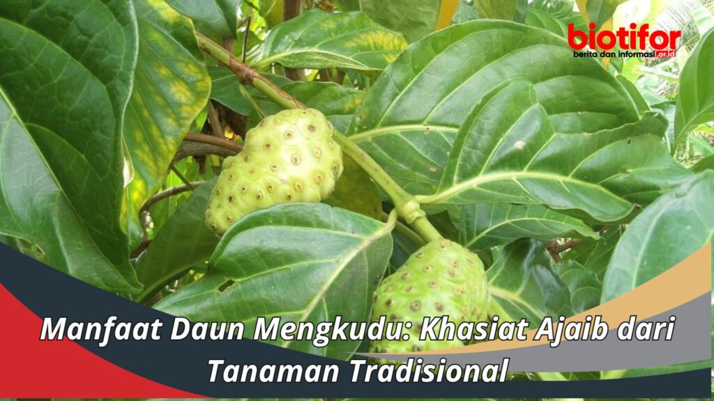 Manfaat Daun Mengkudu: Khasiat Ajaib dari Tanaman Tradisional - Biotifor