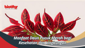 Manfaat Daun Pucuk Merah bagi Kesehatan dan Lingkungan - Biotifor