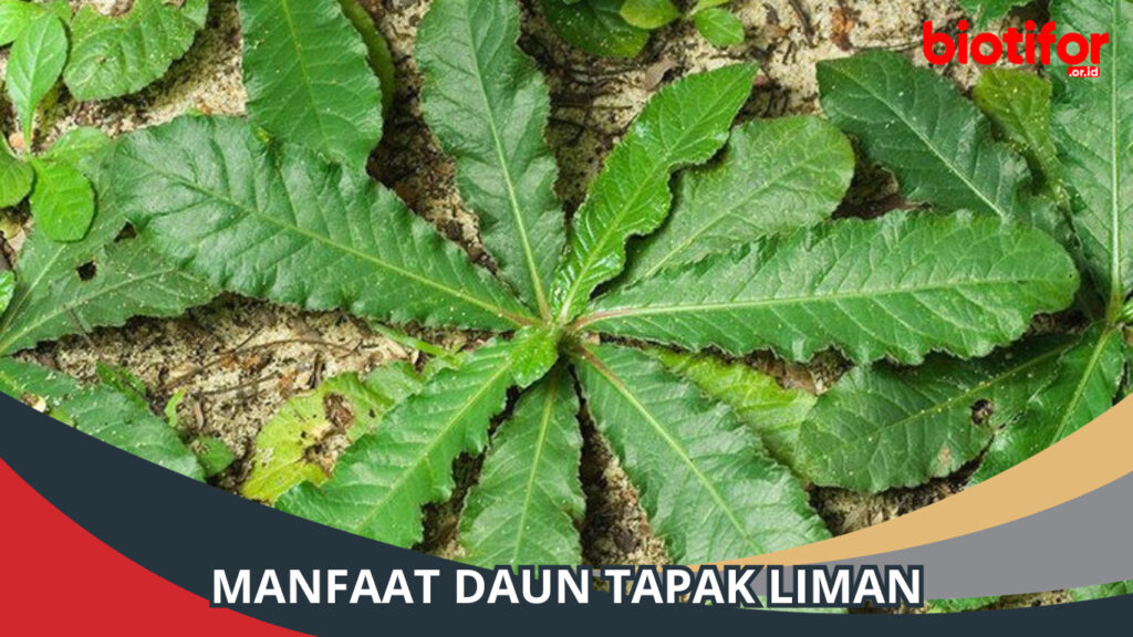 Manfaat Daun Tapak Liman | Khasiat Tanaman Tradisional - Biotifor