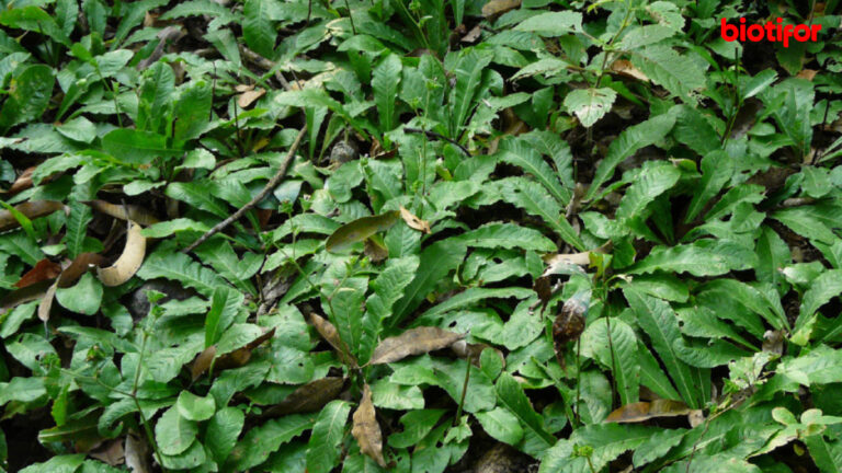 Manfaat Daun Tapak Liman | Khasiat Tanaman Tradisional - Biotifor