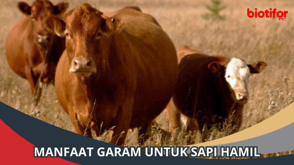 Manfaat Garam untuk Sapi Hamil | Membantu Kesehatan Janin - Biotifor