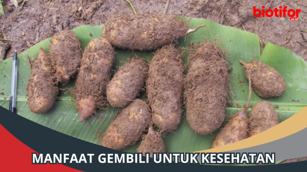 Manfaat Gembili Untuk Kesehatan | Serat Tinggi Penurun Kolesterol ...