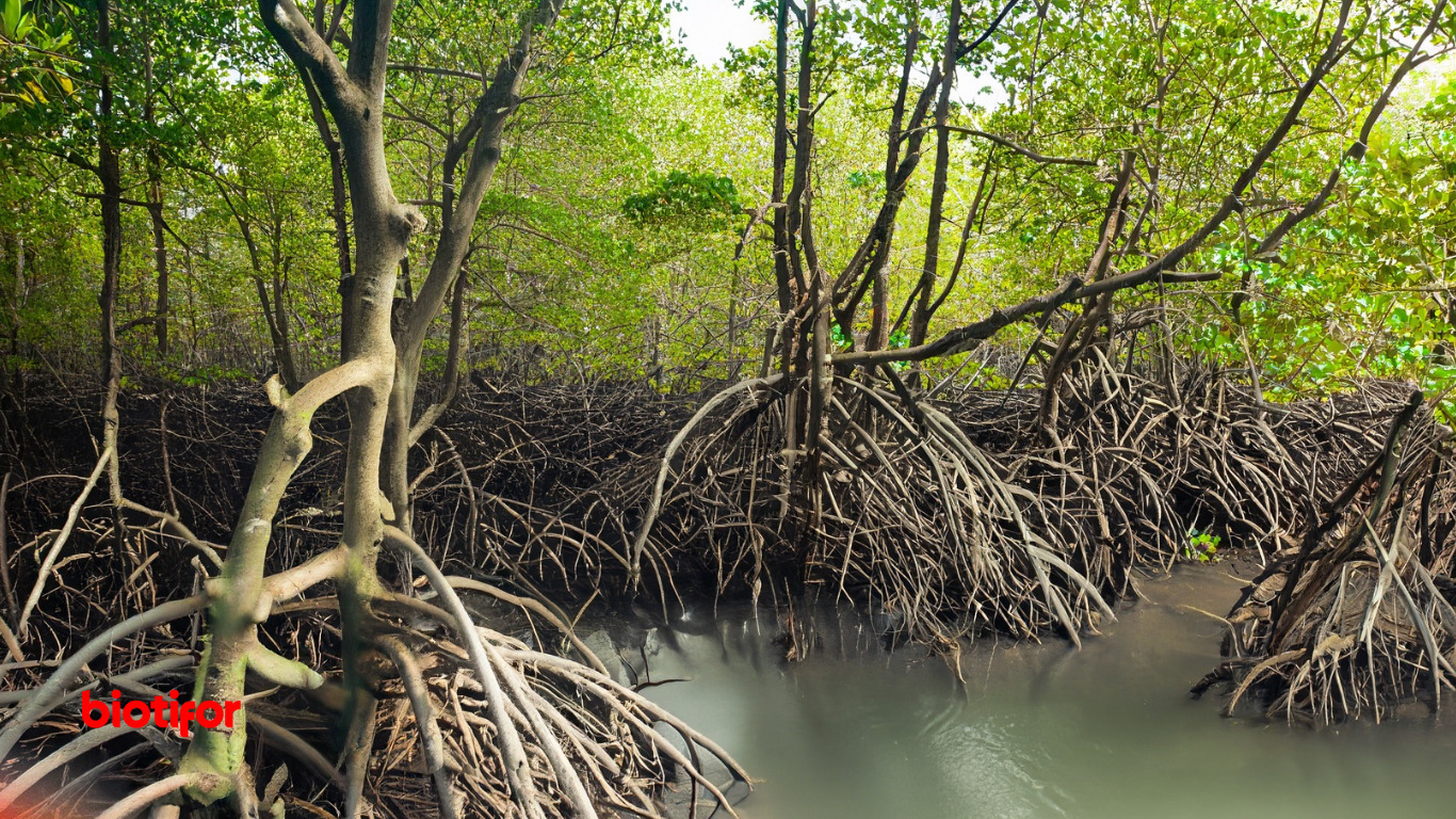 Manfaat Hutan Mangrove: Melindungi Lingkungan dan Kehidupan - Biotifor