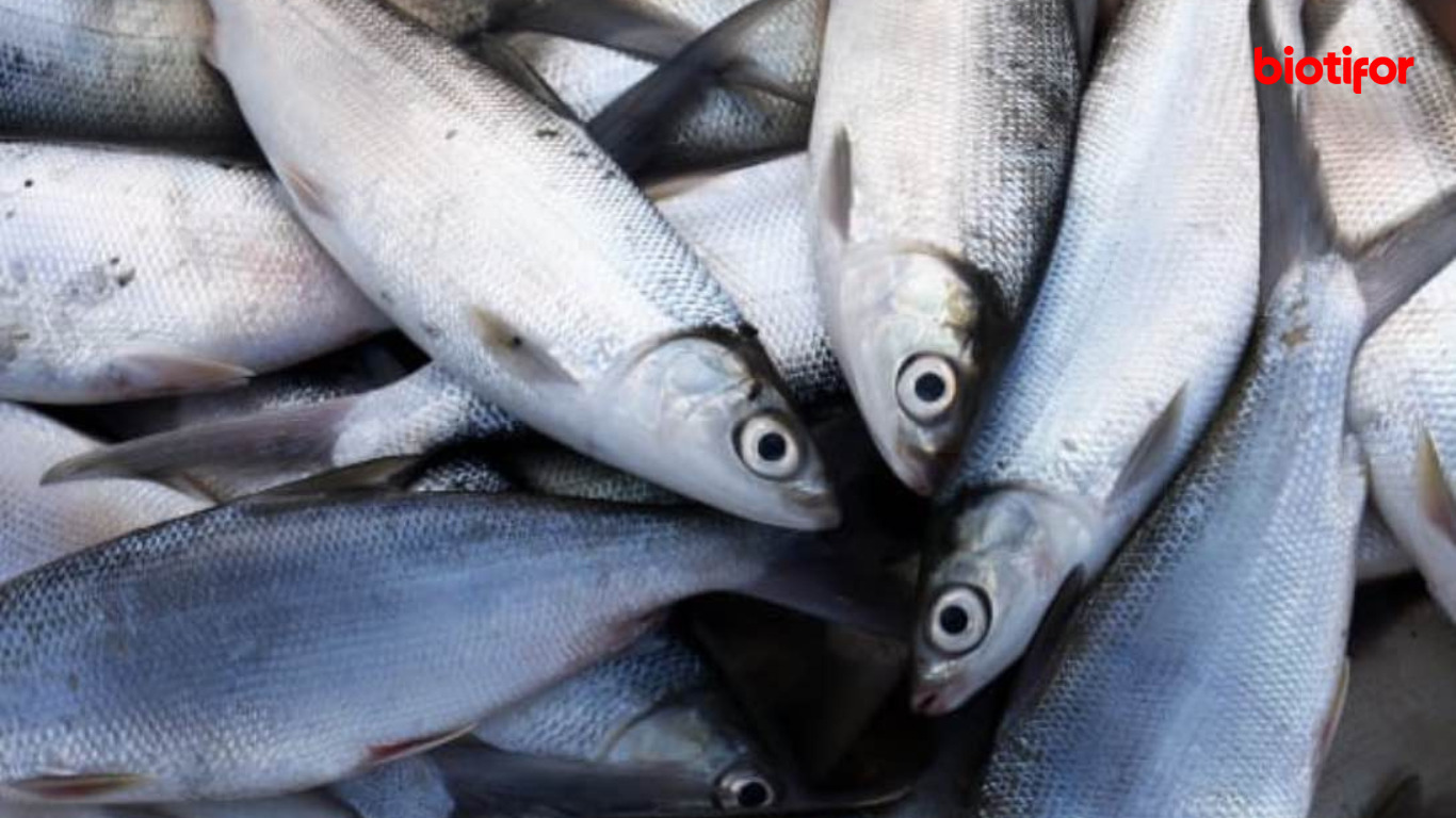 6 Manfaat Ikan Bandeng bagi Kesehatan, Simak! - Biotifor