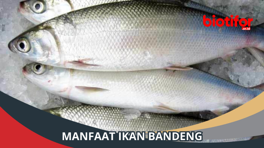 6 Manfaat Ikan Bandeng bagi Kesehatan, Simak! - Biotifor