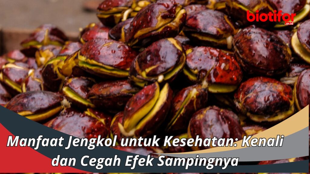 Manfaat Jengkol untuk Kesehatan: Kenali dan Cegah Efek Sampingnya