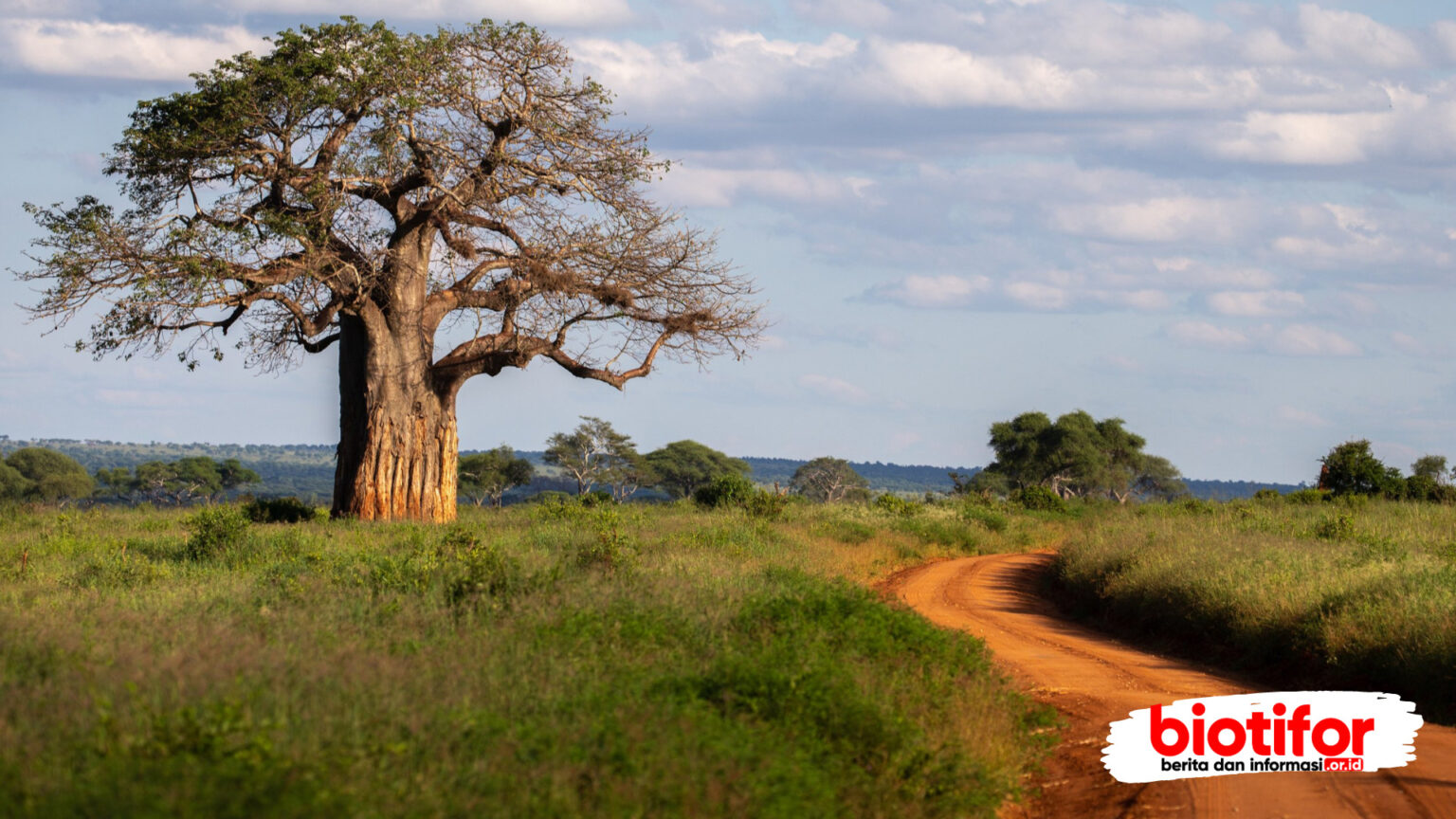 Manfaat Kayu Kokka : Sumber Kekuatan Dan Keindahan