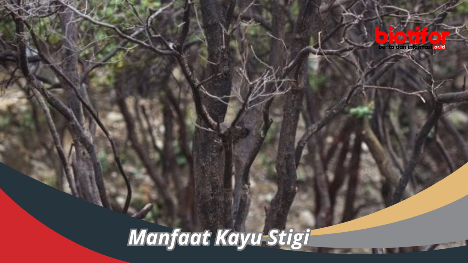 Manfaat Kayu Stigi : Dari Segi Kesehatan , Ekonomi Dan Ekologi