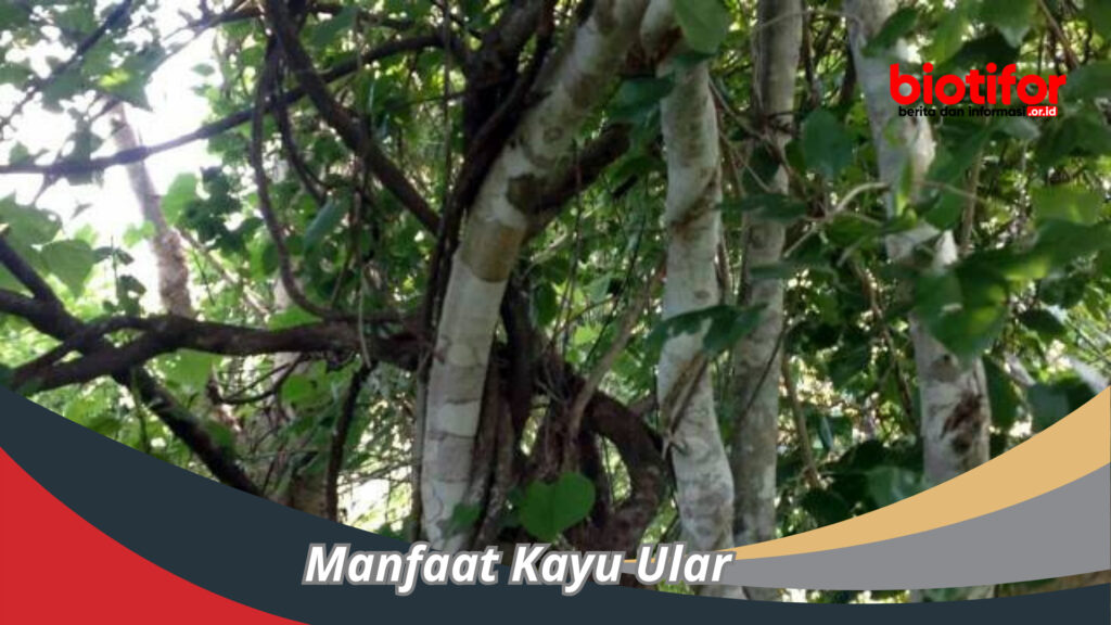 Manfaat Kayu Ular : Pohon Ajaib Yang Banyak Manfaat