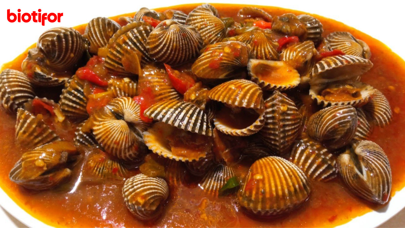 Manfaat Kerang Dara, Kaya Manfaat bagi Kesehatan kamu! - Biotifor