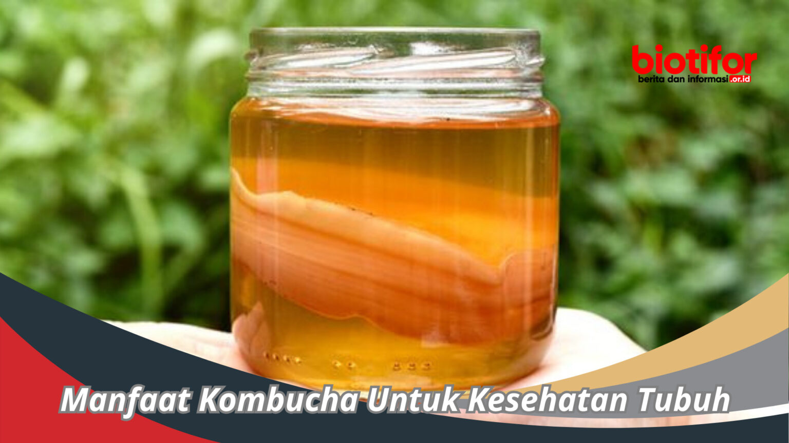 Manfaat Kombucha Untuk Kesehatan Tubuh - Biotifor