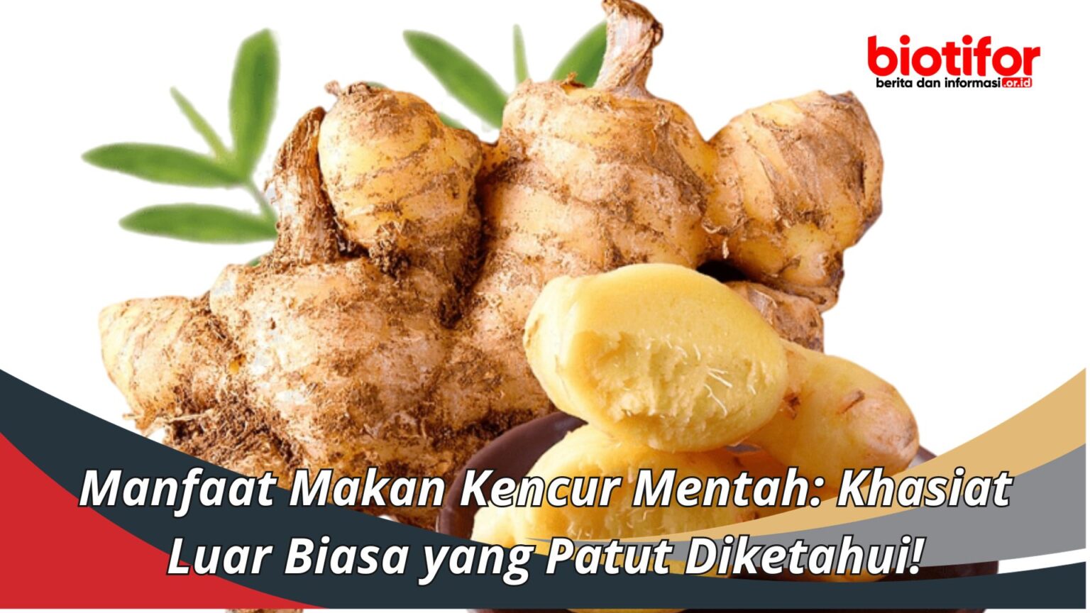 Manfaat Makan Kencur Mentah: Khasiat Luar Biasa yang Patut Diketahui!