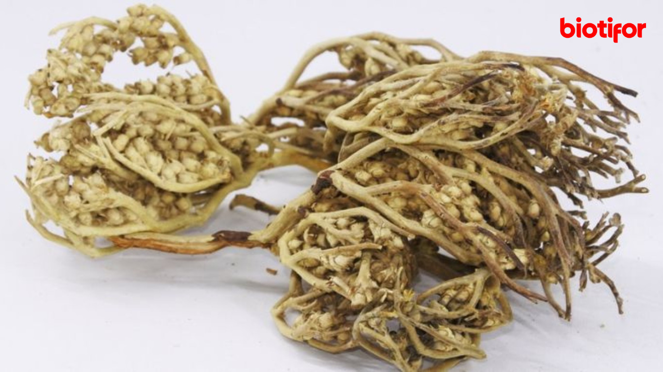 Manfaat Rumput Fatimah: Rahasia Kesehatan Wanita - Biotifor