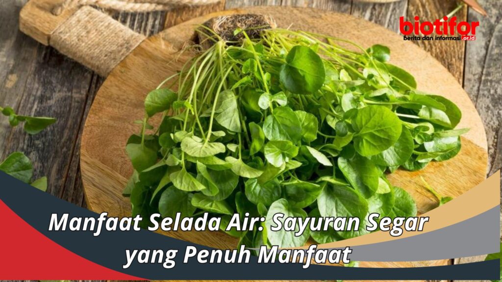 Manfaat Selada Air: Sayuran Segar yang Penuh Manfaat - Biotifor