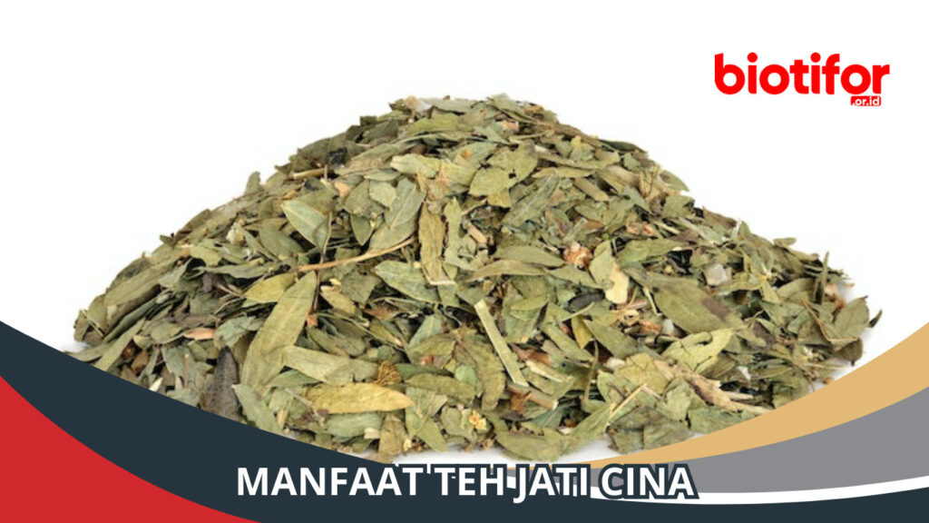 Manfaat Teh Jati Cina: Khasiat Luar Biasa dari Minuman Herbal Ini ...