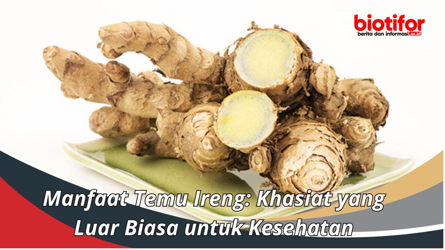 Manfaat Lempuyang, Khasiat Luar Biasa Bagi Kesehatan Anda - Biotifor