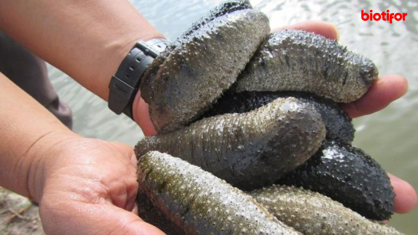 8 Manfaat Teripang Bagi Kesehatan dan Cara mengolahnya - Biotifor