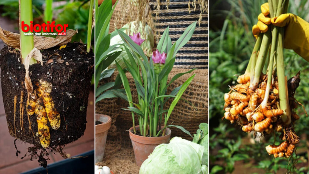 Cara Menanam Temulawak yang Baik dan Benar - Biotifor