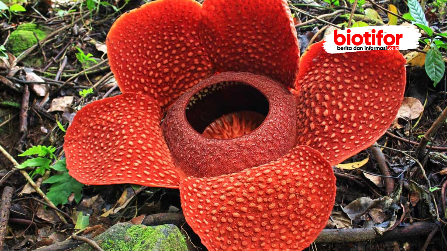 Tanaman Khas Kalimantan: Kecantikan Alam yang Mengagumkan - Biotifor