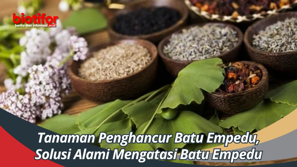 Tanaman Penghancur Batu Empedu, Solusi Alami Mengatasi Batu Empedu ...