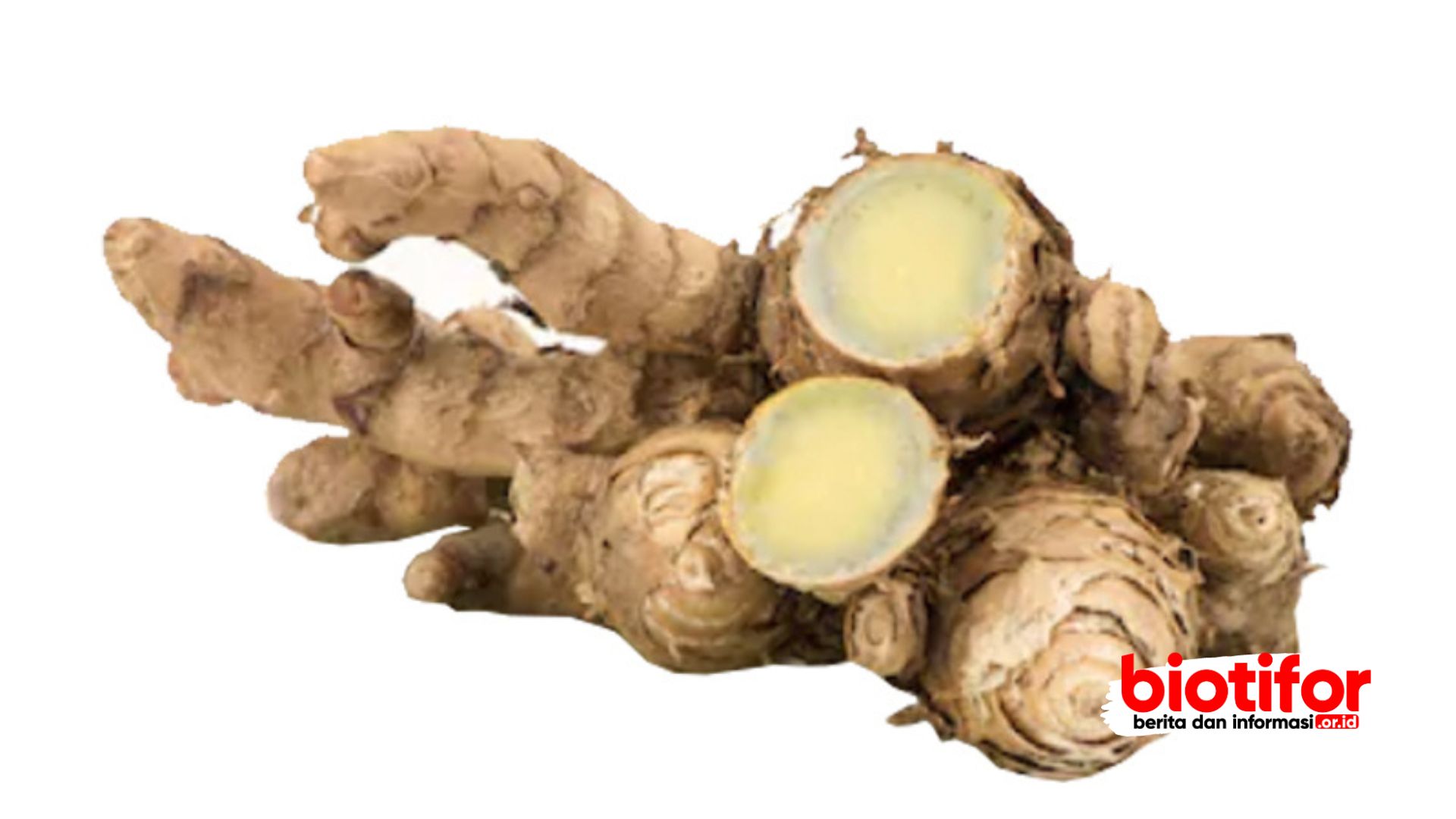 Manfaat Temu Ireng: Khasiat yang Luar Biasa untuk Kesehatan - Biotifor