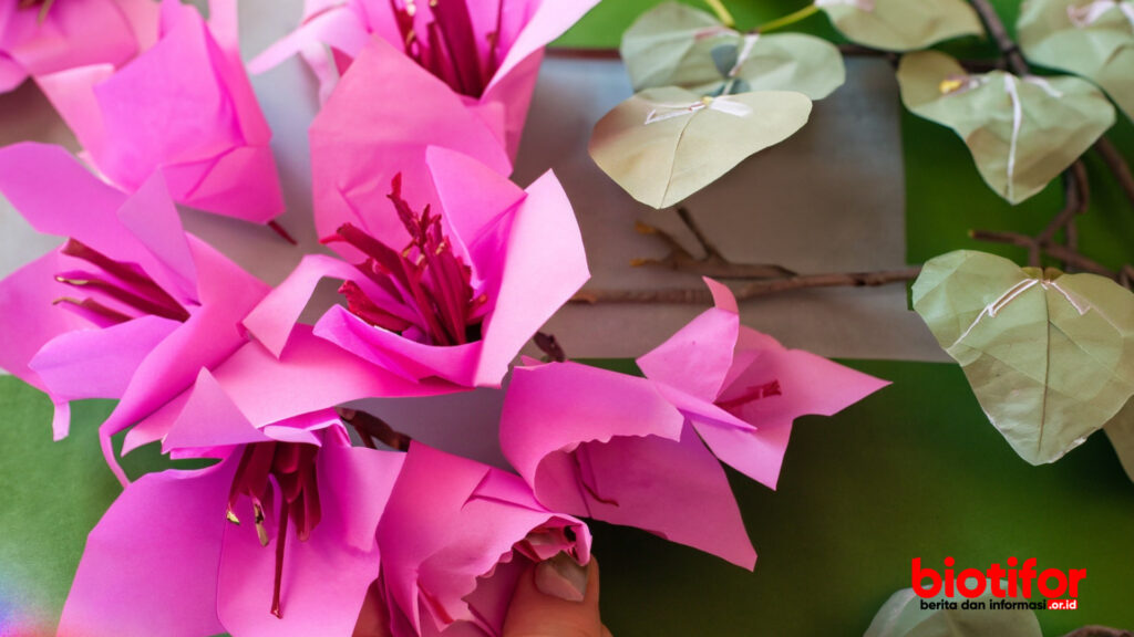 Cara Agar Bunga Kertas Berbunga Lebat Tips Praktis