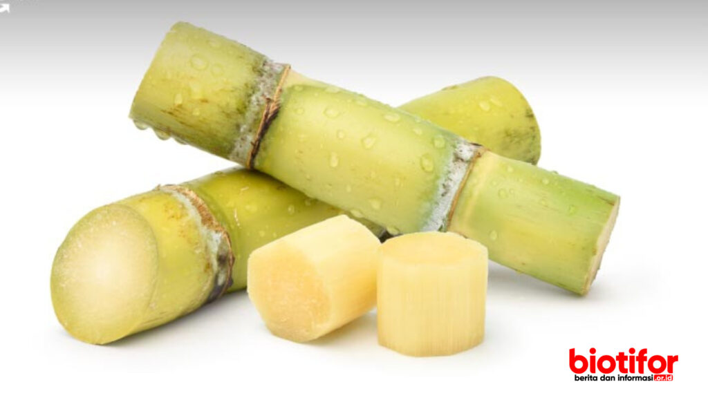 Manfaat Air Tebu Kenikmatan dan Kesehatan dalam Batang Tebu