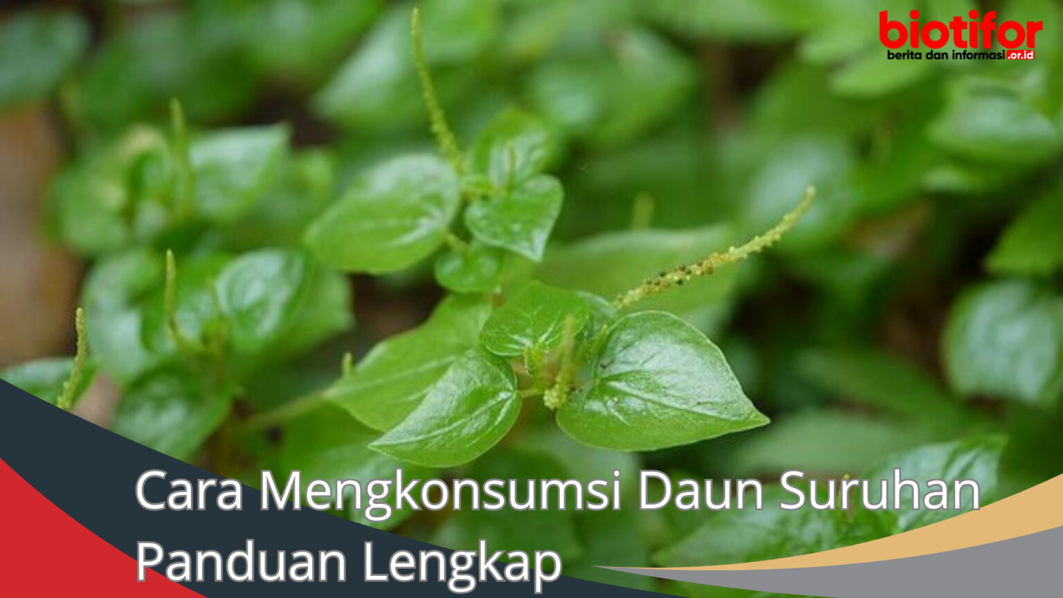 Cara Mengkonsumsi Daun Suruhan Panduan Lengkap