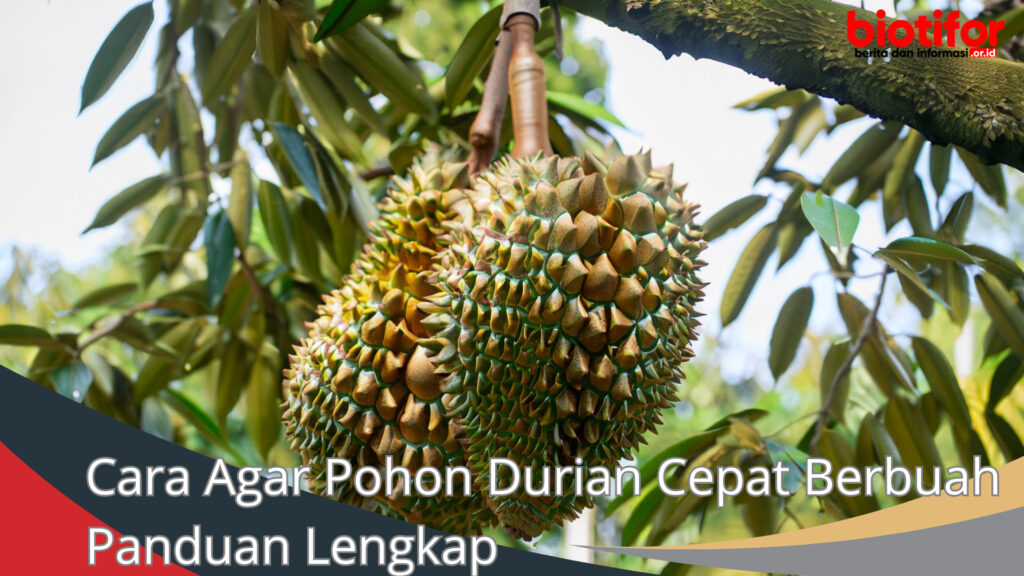 Cara Agar Pohon Durian Cepat Berbuah Panduan Lengkap