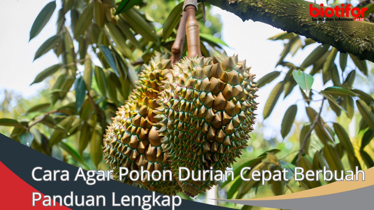 Cara Agar Pohon Durian Cepat Berbuah Panduan Lengkap