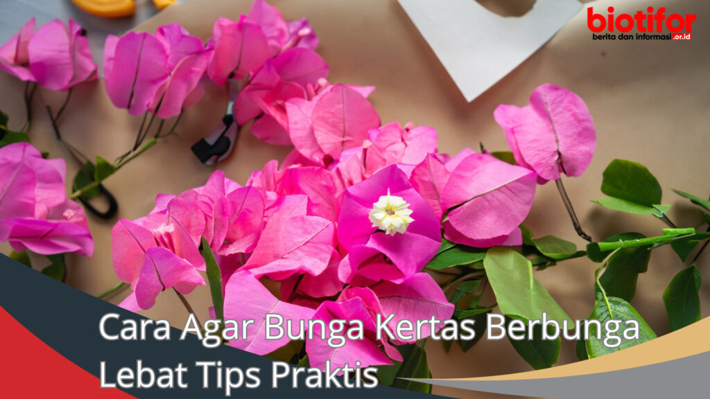 Cara Agar Bunga Kertas Berbunga Lebat Tips Praktis