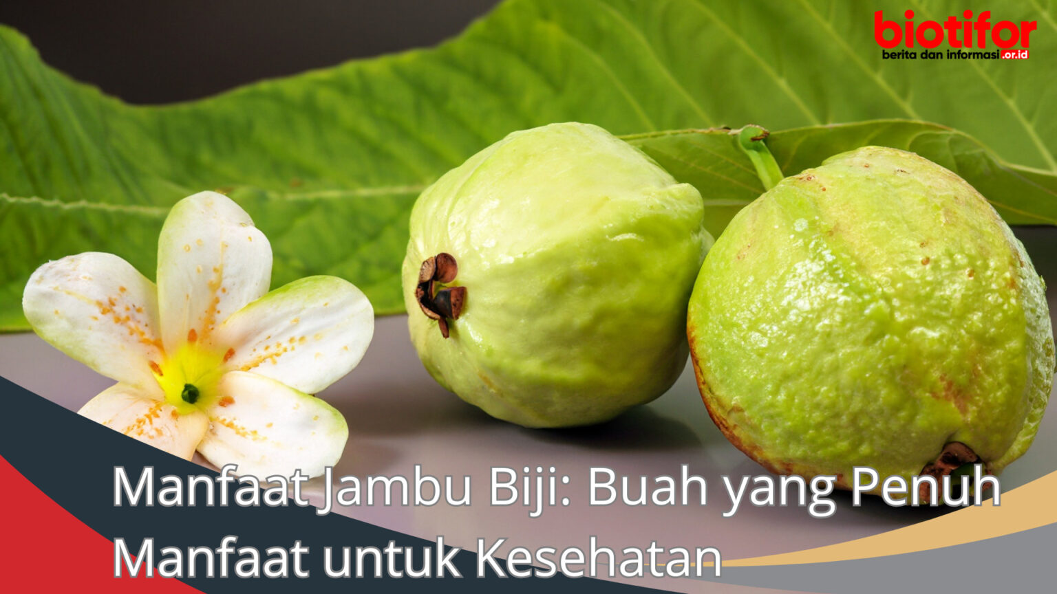 Manfaat Jambu Biji: Buah yang Penuh Manfaat untuk Kesehatan
