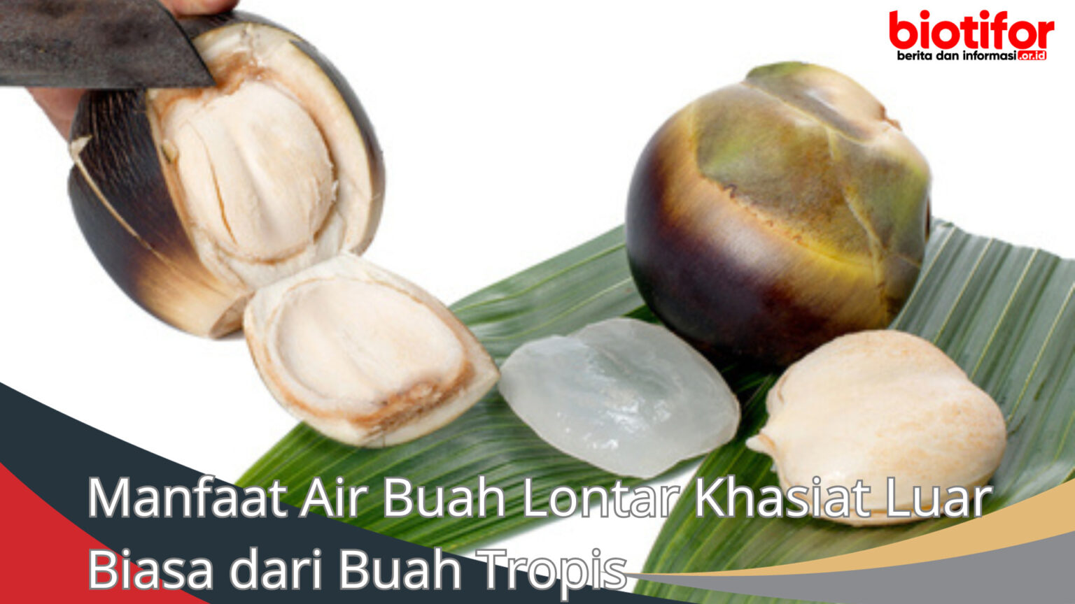 Manfaat Air Buah Lontar Khasiat Luar Biasa dari Buah Tropis